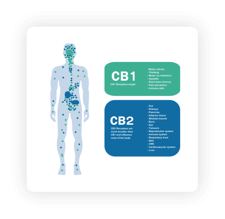 Learn About CBD - Western MA Hemp